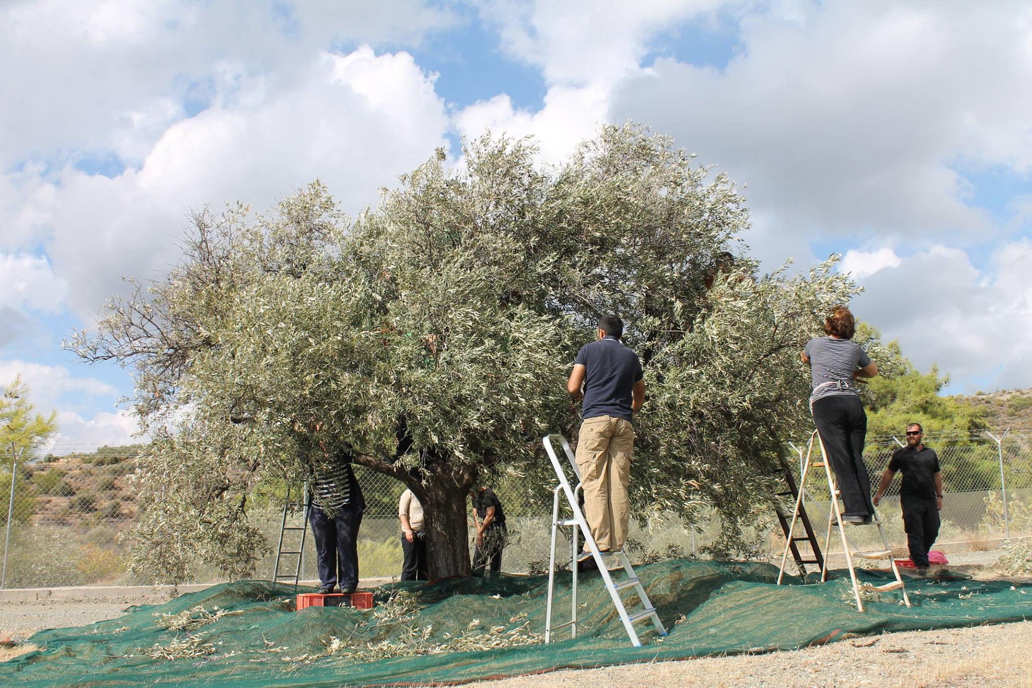 Harvesting olives! (Cyprus) - Acropolis News