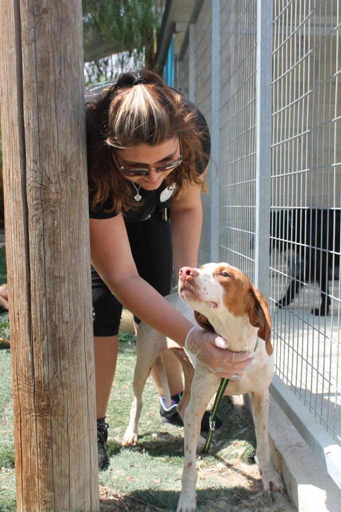 Volunteering Action in Nicosia Dog Shelter (Nicosia, Cyprus ...