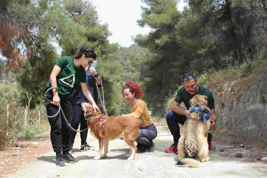 Visit to a shelter of dogs (Zografou, Athens - Greece) - Acropolis News